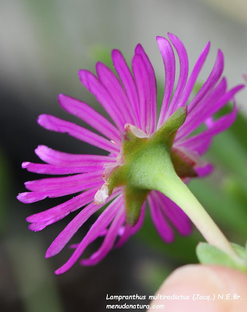 Menuda Natura: Lampranthus multiradiatus (Jacq.) N.E.Br.