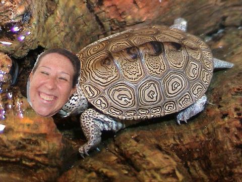 Hairy Business: TURTLE PEOPLE