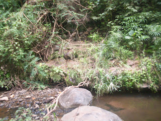 making it happen: THE POTENTIAL USE OF MKUYU (FICUS SPP) TREES IN ...