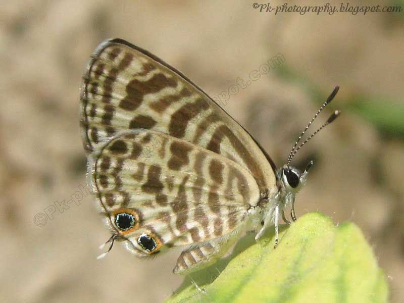 Zebra Blue Butterfly | Nature, Cultural, and Travel Photography Blog