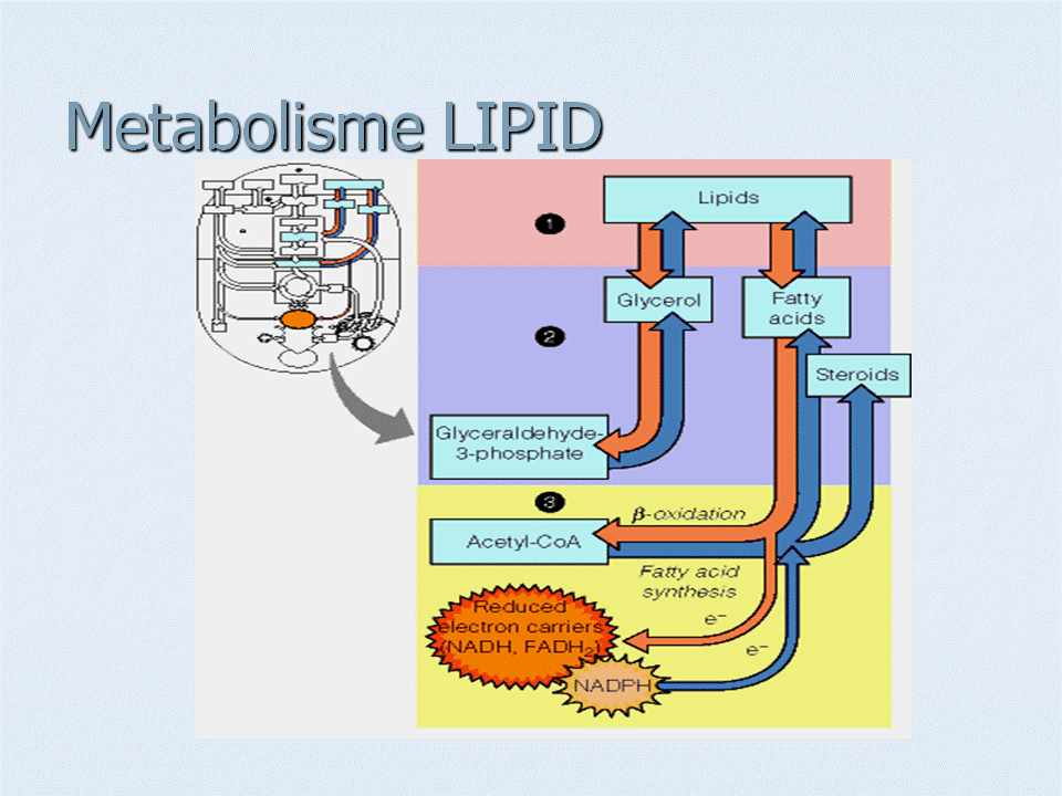 Copyan: metabolisme lipid