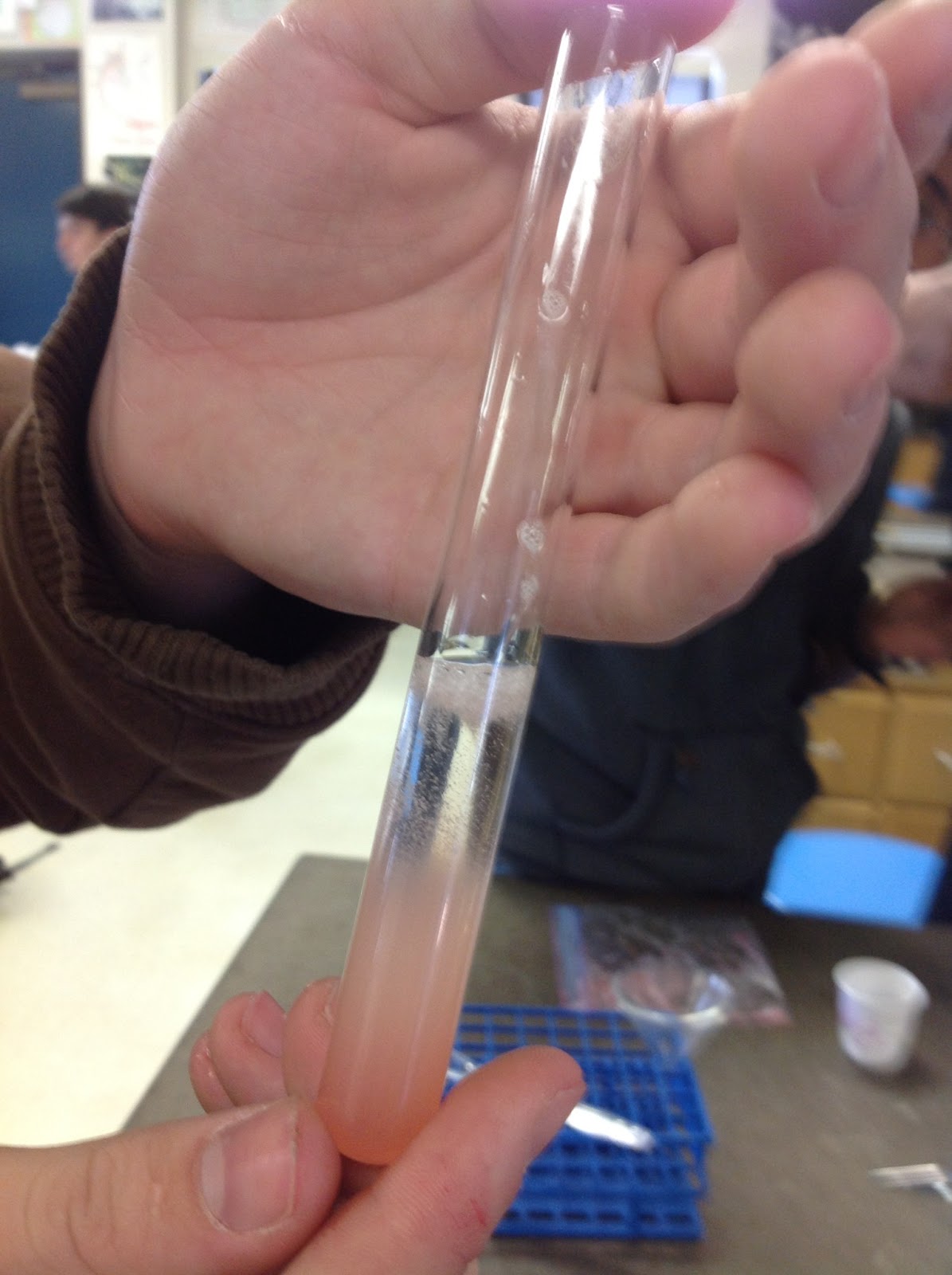Bellarmine Biology Blog: Strawberry DNA Extraction Lab