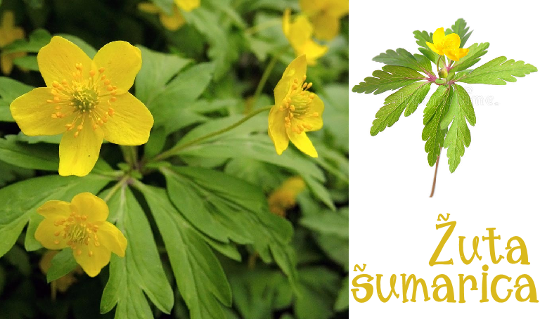 101 cvet : Divlji cvetovi - žuti