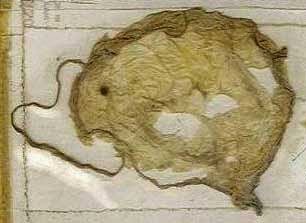 The Lost Creek Medicine Show: Caulbearers - Behind the Veil