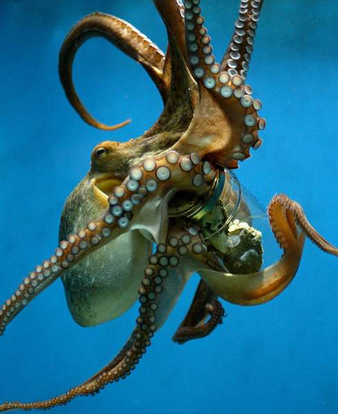 La cocina y ¿los animales...?: El pulpo.