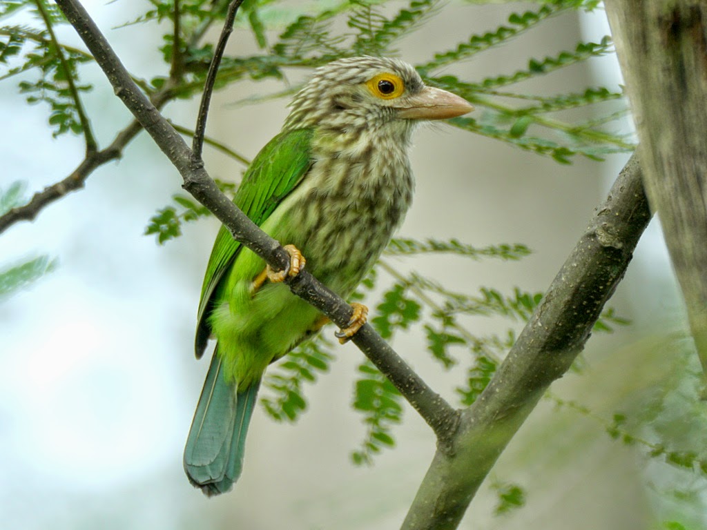 Singapore Birds by a Foreigner: Barbets, Parrots, Shrikes ...