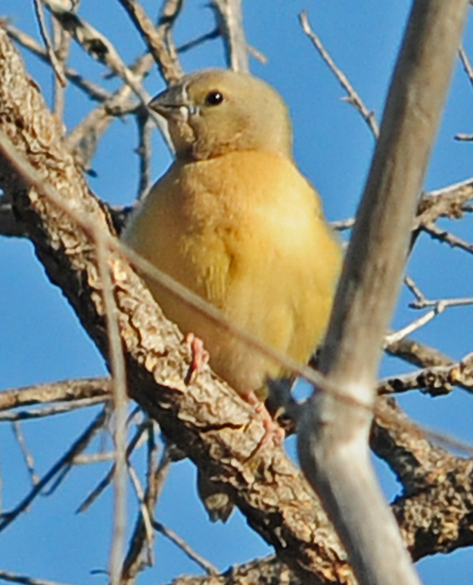 Bird Photographs: Kununurra - Derby W.A.