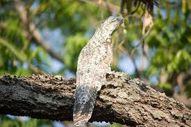 Parnassus Americano: CACUY Leyenda argentina