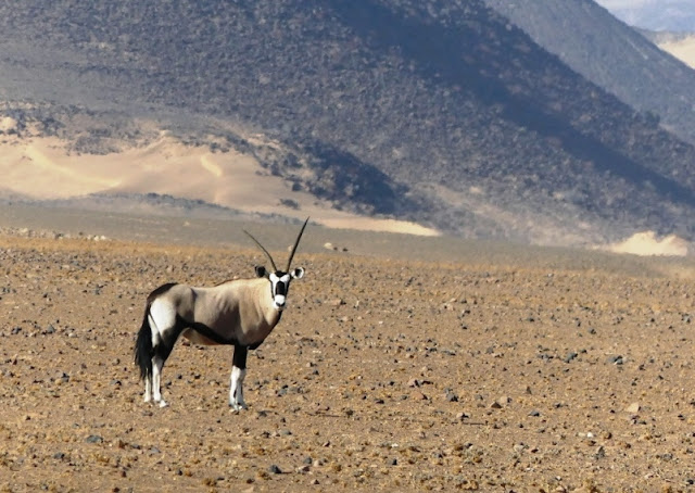 LUIS LÓPEZ PUNTO COM: ÁFRICA AUSTRAL 2016: El Orix, un antílope que ...