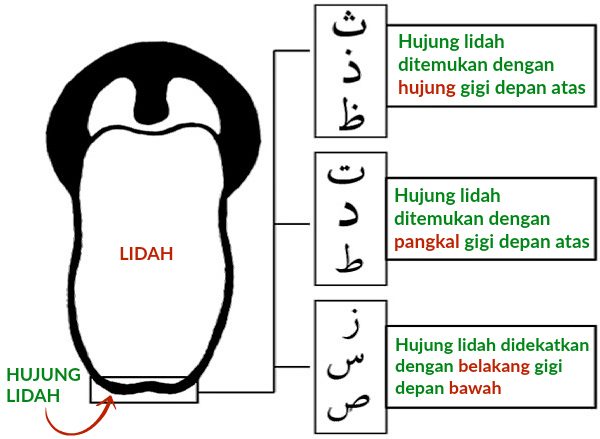Cara Membezakan Makhraj Huruf Dal dan Dzal