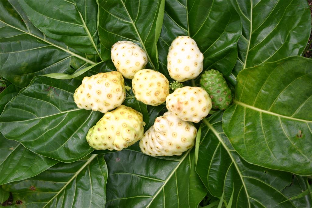 Tanaman Toga Mengkudu