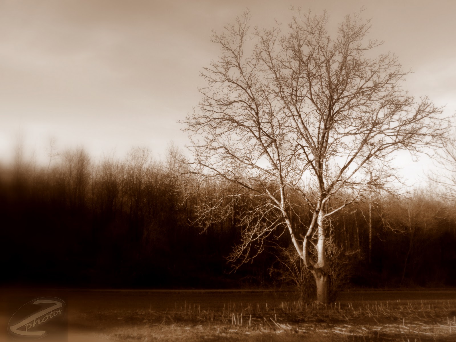 reni.d.photography: sepia ~ trees