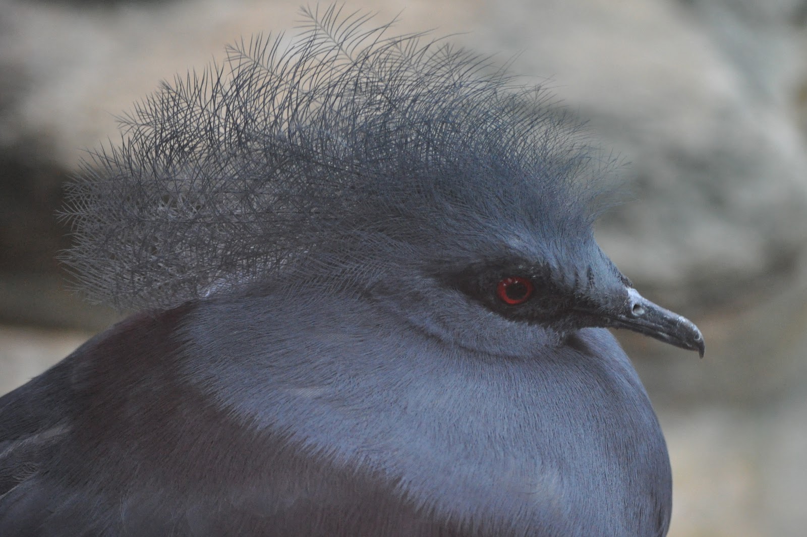 ZOOTOGRAFIANDO (6.100 ANIMALS): GOURA CORONADA OCCIDENTAL / WESTERN ...