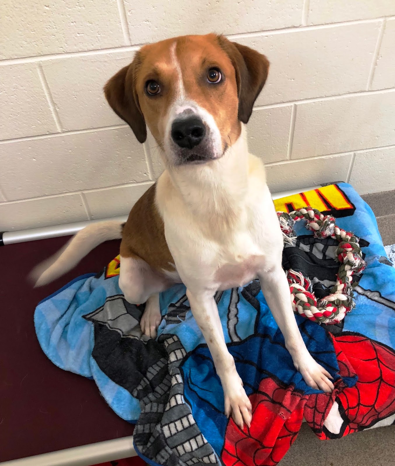 Progressive Charlestown: Dog of the Week