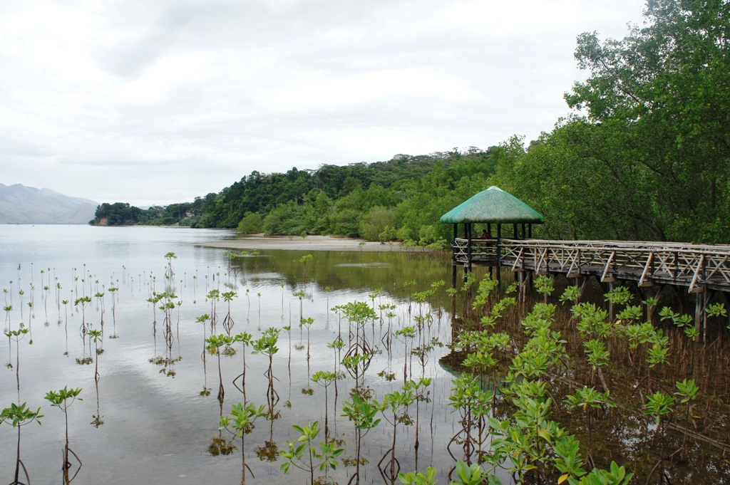 OUR PHILIPPINE TREES: The Serene Subic Mangroves