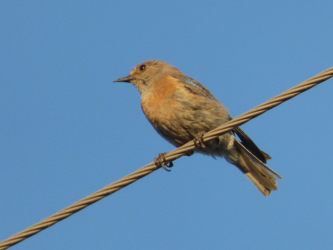 Geotripper's California Birds: Western Bluebird Family at the Tuolumne ...