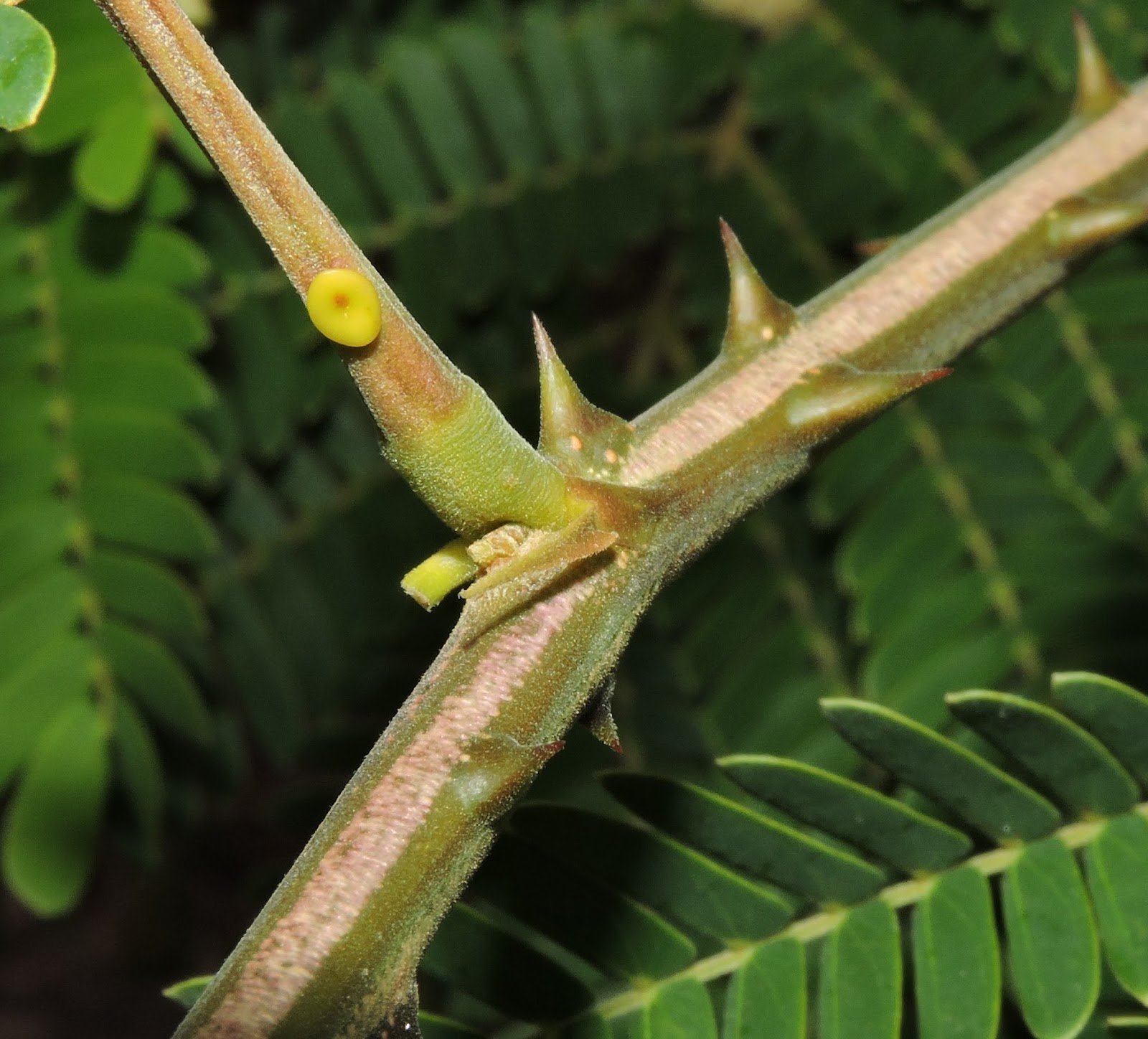Fabaceae - Leguminosae no Brasil: Fabaceae - Senegalia polyphylla (DC ...