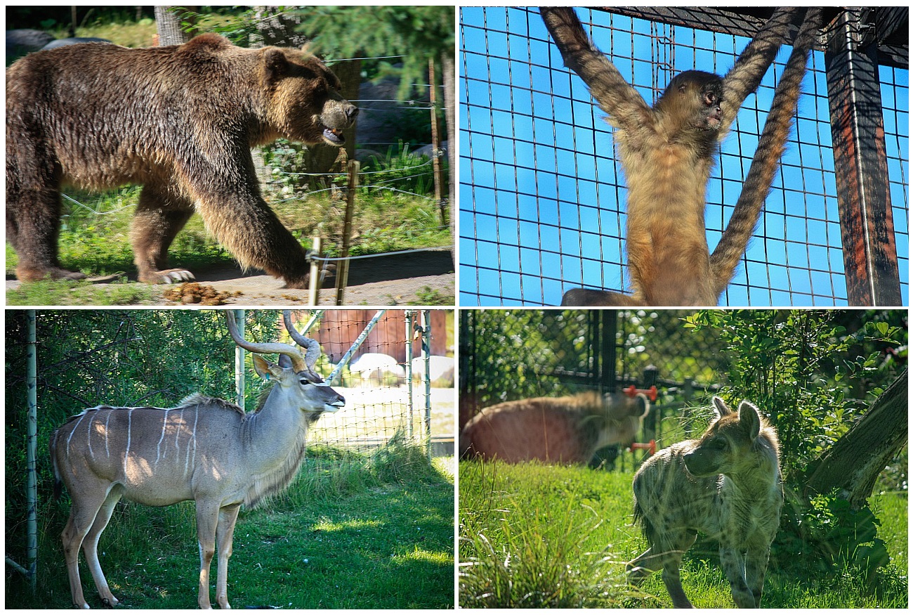 Mishy's Corner of the World: Exploring the Toronto Zoo