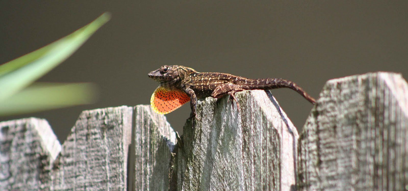 MadSnapper: MadSnapper-Lizard Paparazzi