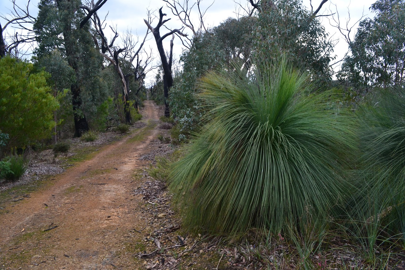 Goin' Feral One Day At A Time: Mt Everard Circuit, Kinglake National ...