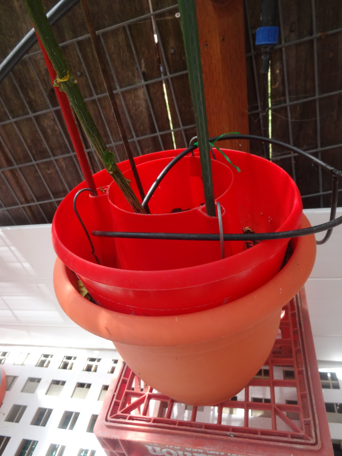 The Scientific Gardener: Sam's Garden