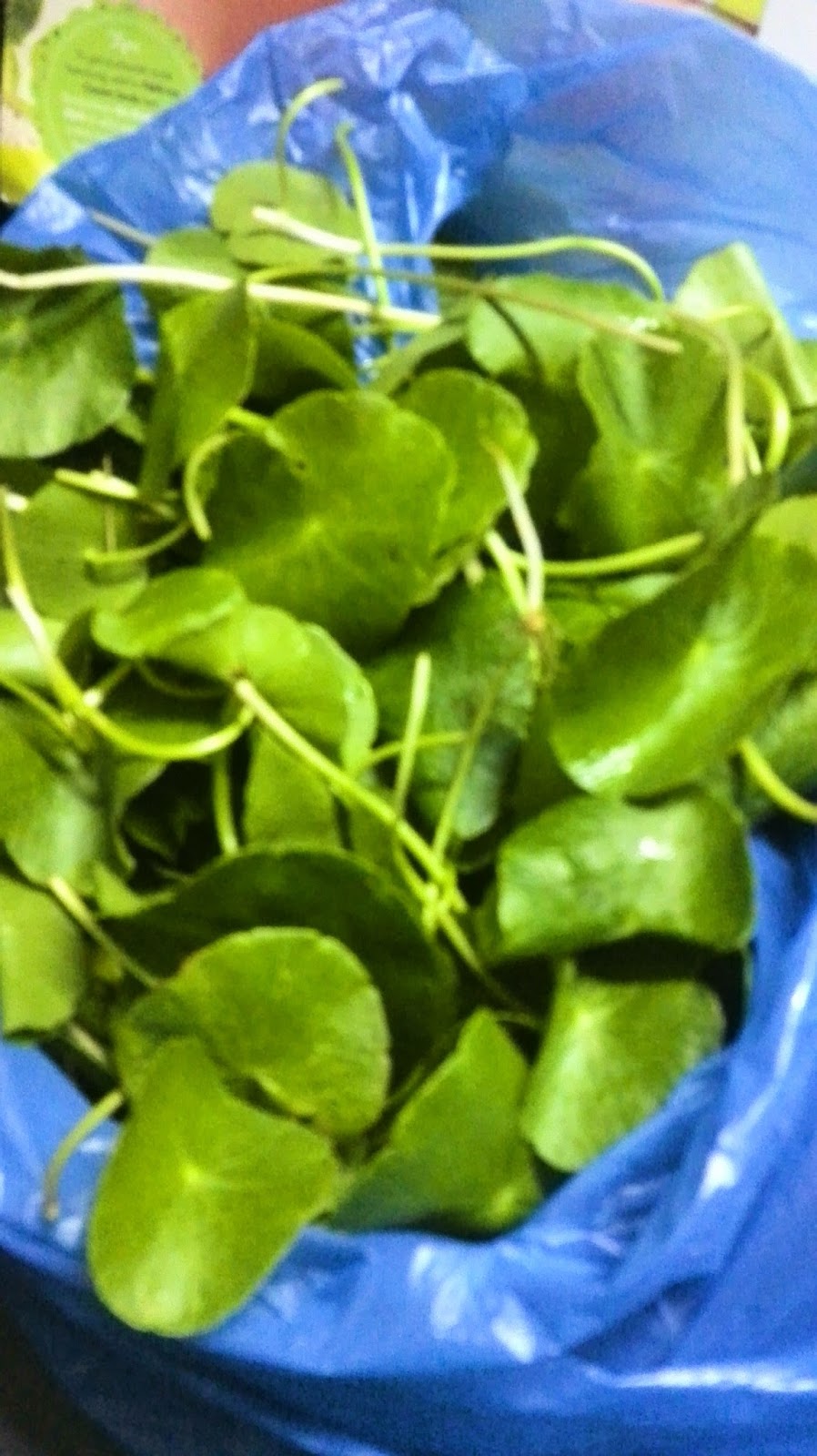 namakucella: SAMBAL SARDIN PETAI & ULAM PEGAGA