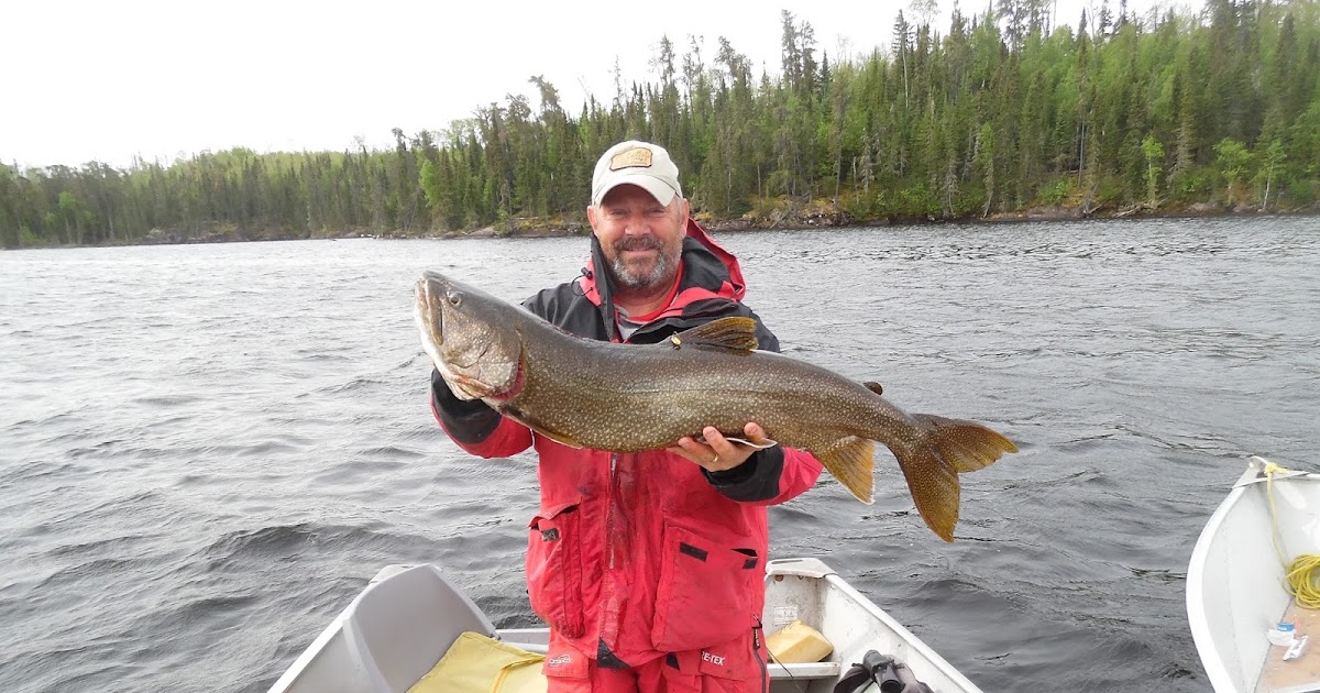 Black Bear Lodge Blog: Biggest Lake Trout 2016