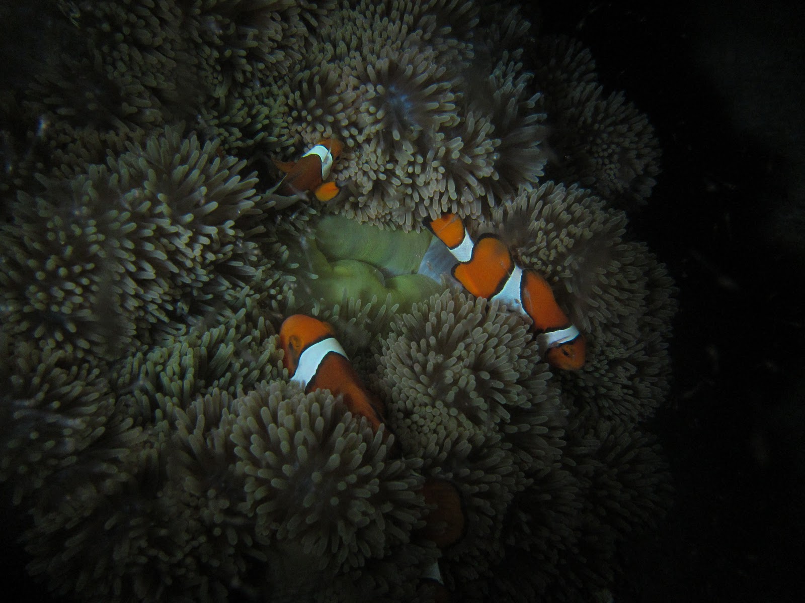 Diving in paradise... Plonger au paradis...: What do you know about ...