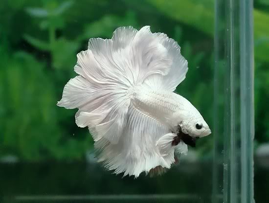 YourBettas: Betta Terminology