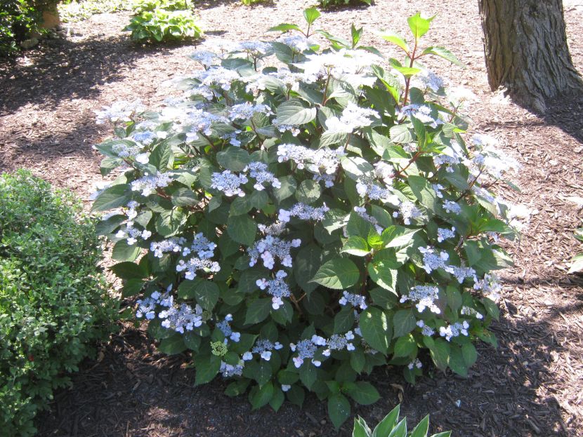 Future Plants by Randy Stewart: Hydrangea - Other Species