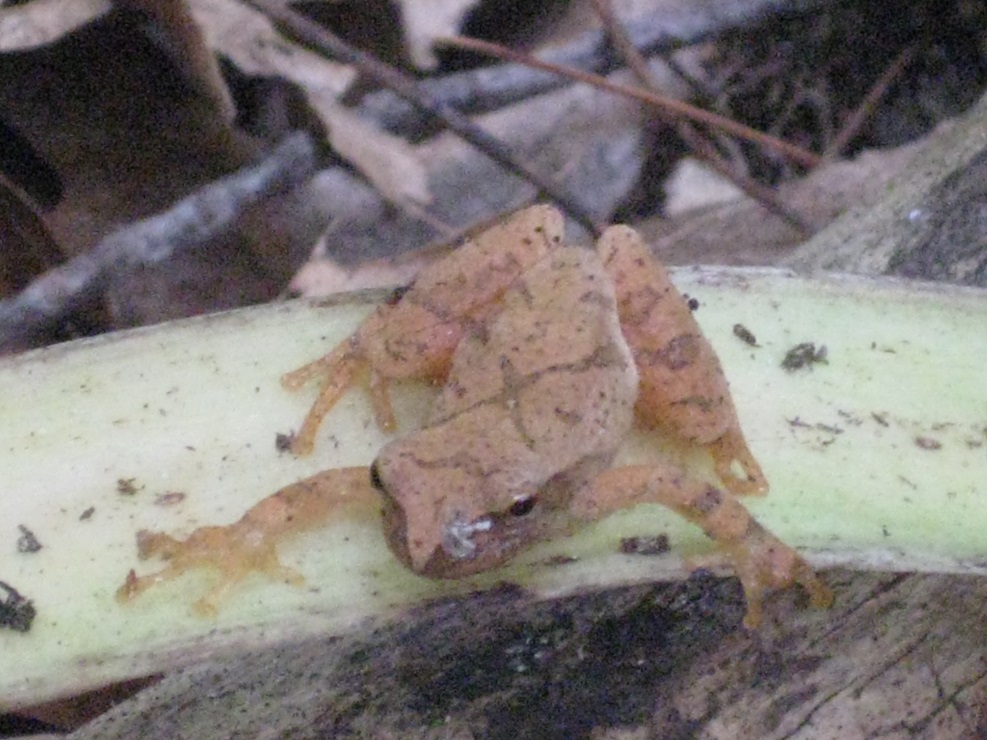Bats (and other wildlife) of Northwest Ohio