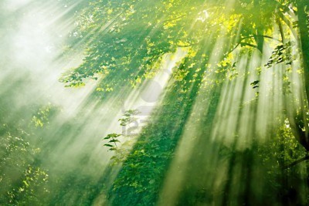 Bosque Mesófilo de Montaña: Bosque Mesófilo de Montaña