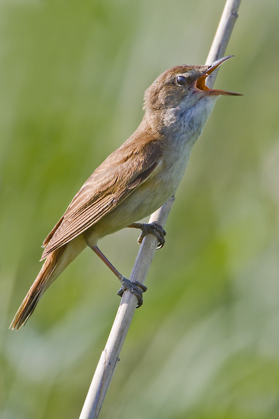 PETER'S PORTFOLIO..............Bird & Wildlife Photography: Great-reed ...