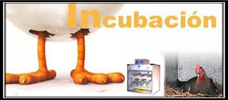 Proceso de Incubacion en Aves