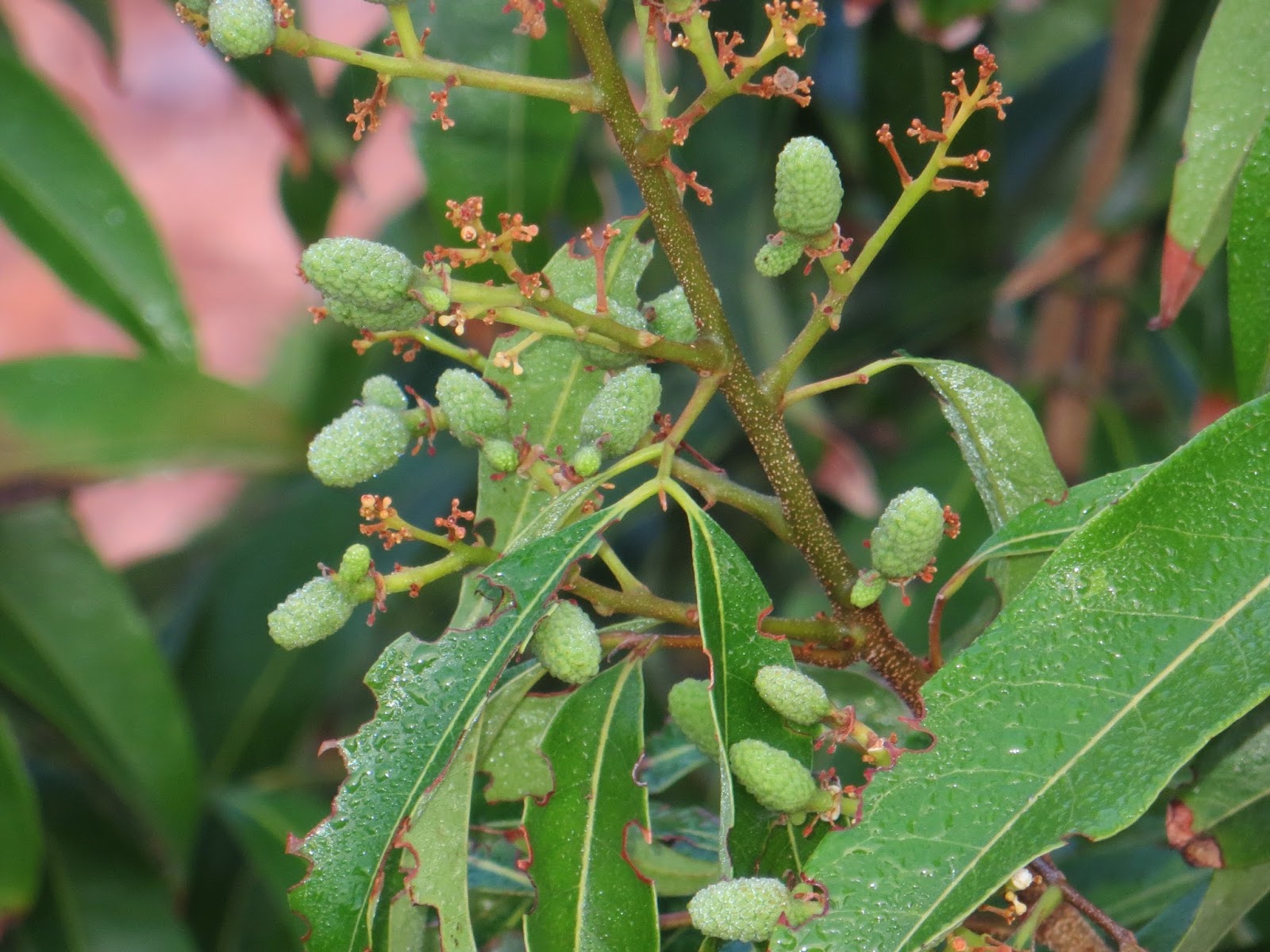 Lychee Plant Flowers