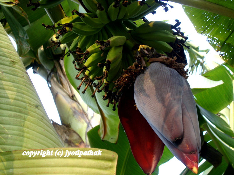 Taste of Nepal: Banana Blossom - Keraa ko Bungo - (केराको बुङ्गो)