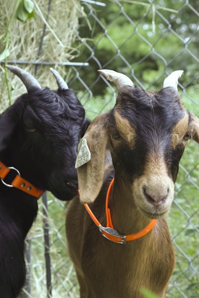 Bluefield Acres: Spanish Goats and Sweet Potatoes