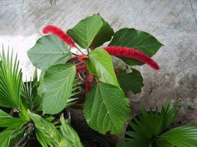 TAMAN BUNGA: BUNGA EKOR KUCING DAN MANFAATNYA