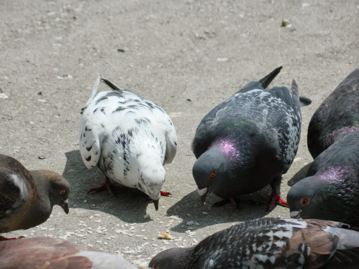 LA MULTI ANI, ROMANIA!: Porumbei si o vrabiuta