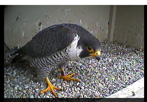 Columbus Peregrine Falcon Update: Live Streaming Video Announcement