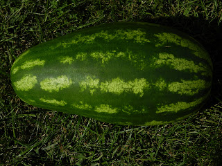 Little Bites Of Joy: Our Watermelon "Egg"