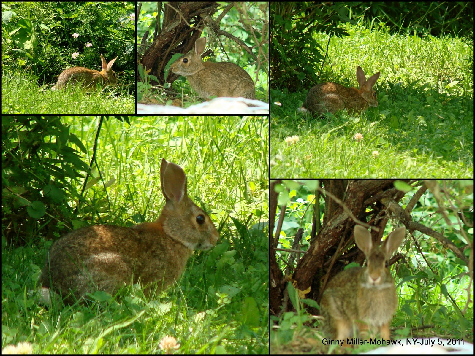 Photography By Ginny: July 3rd, 4th, 5th, 2011-Chipmunks Mating-Fox ...