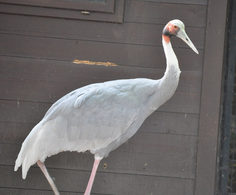 ZOOTOGRAFIANDO (6.100 ANIMALS): GRULLA SARUS / SARUS CRANE (Antigone ...