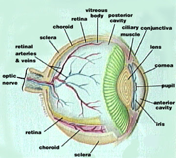 The Human Eye ~ Study of Biological Science