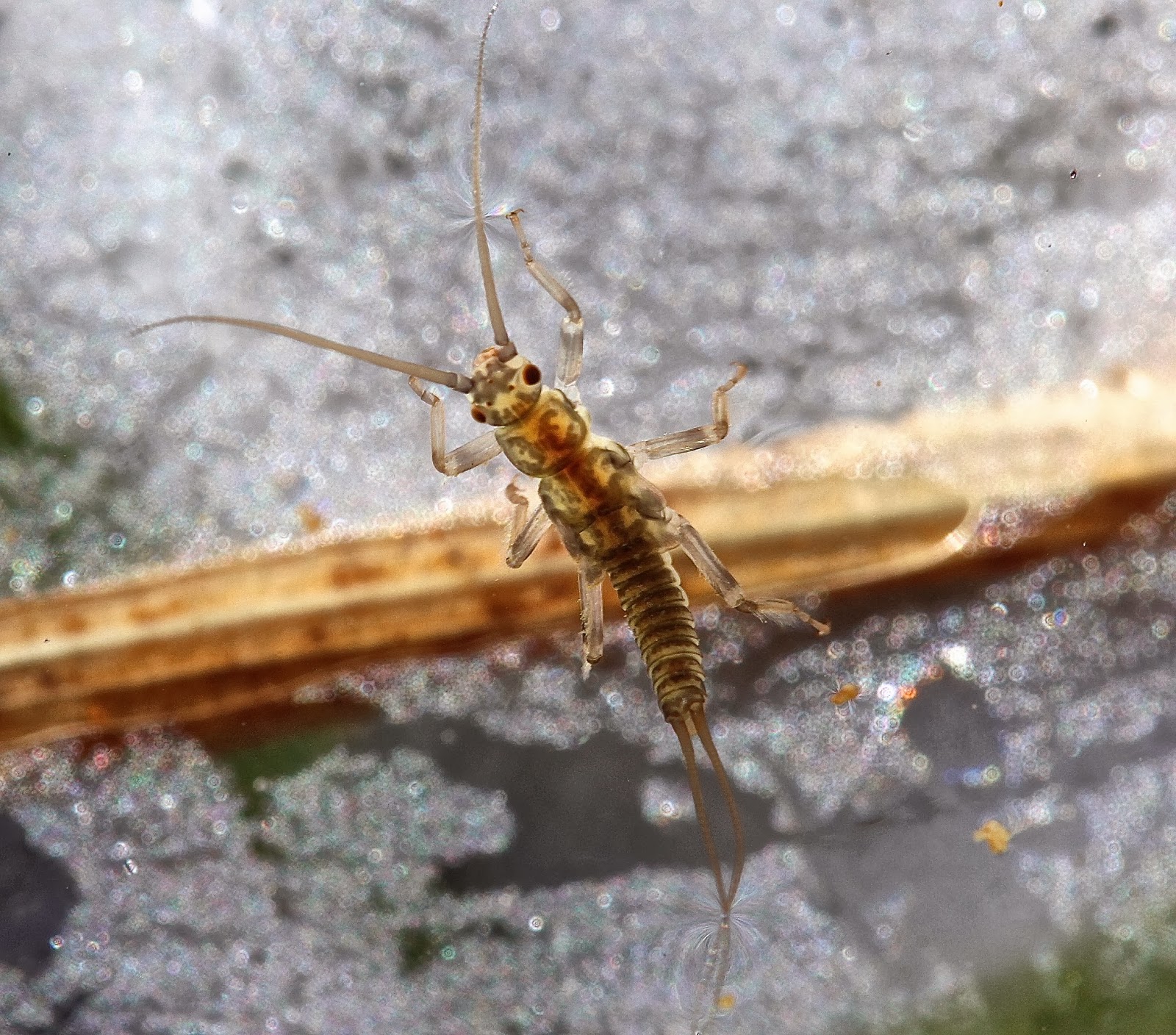 Aquatic Insects of Central Virginia: Neophylax fuscus in Buck Mt. Creek ...