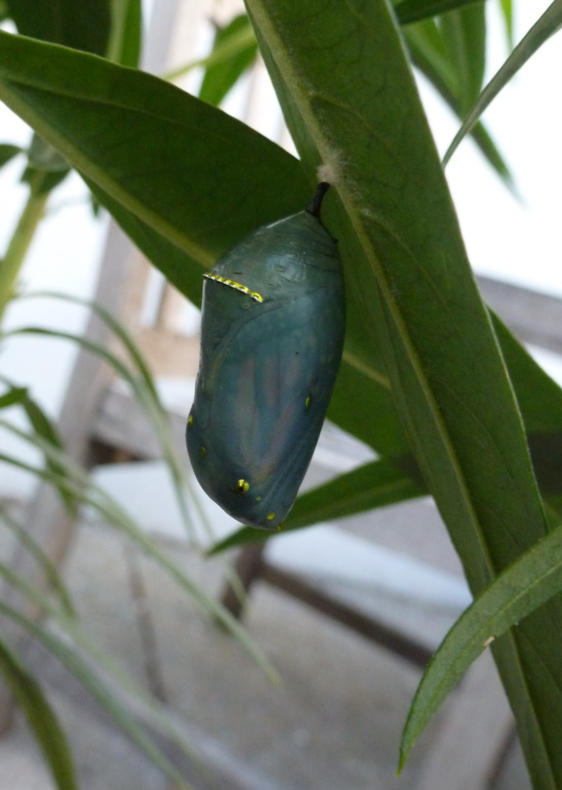 Natural Musings: Insects in New Zealand