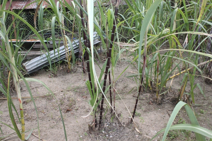 LI NA HERBS: TEBU HITAM (BLACK STEMMED SUGAR CANE)