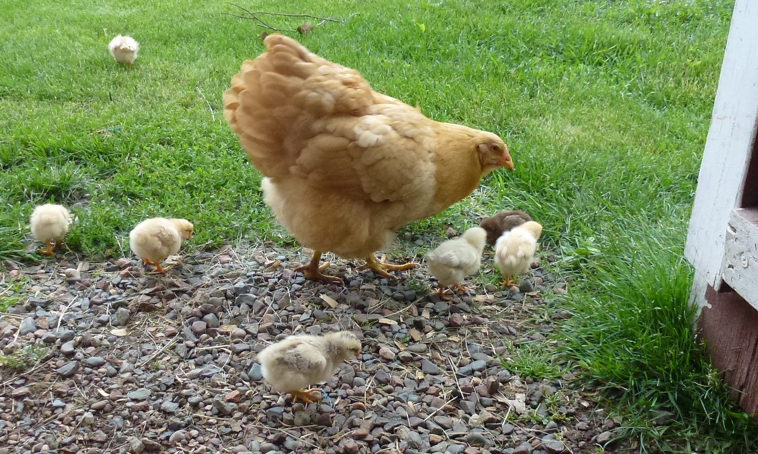 Becky Utecht Felt & Fiber: RIP Mama Hen