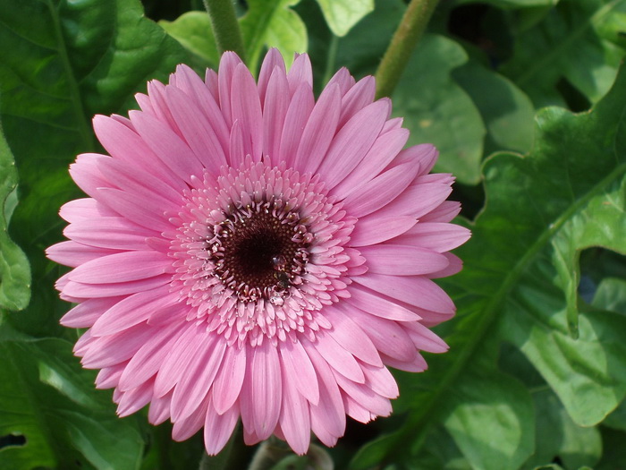 20 Beautiful Vietnam’s Tet Flower Photos ~ Alpin Funny Picture!!