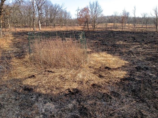 Strategies for Stewards: from woods to prairies : Spring Burn 2014: how ...